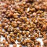 Smoky Roasted Lentils - Happy Veggie Kitchen
